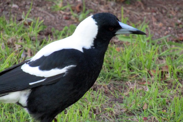 Bird swooping season underway - bay 93.9