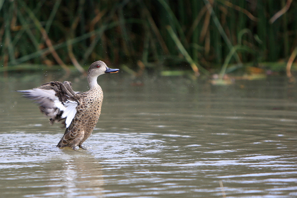 Duck hunting could be banned from next year - bay 93.9