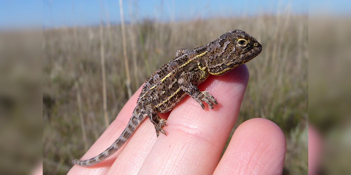Endangered lizard set to halt developments - bay 93.9