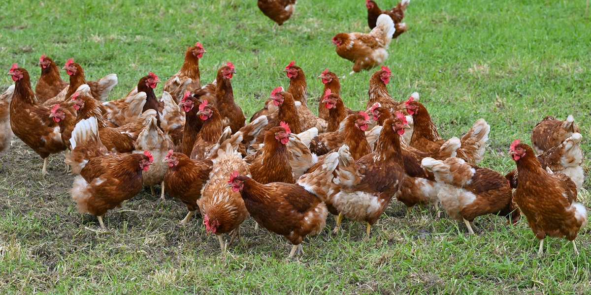 Clear the air: it’s chicken poo - bay 93.9