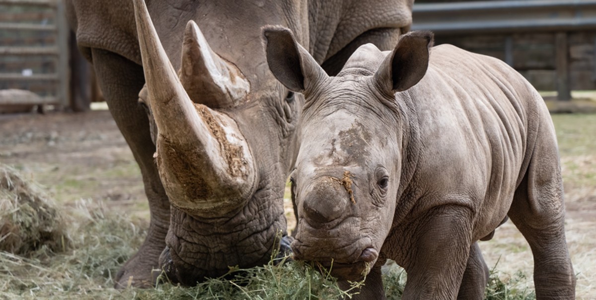 Zoo celebrates rhino’s naming - bay 93.9
