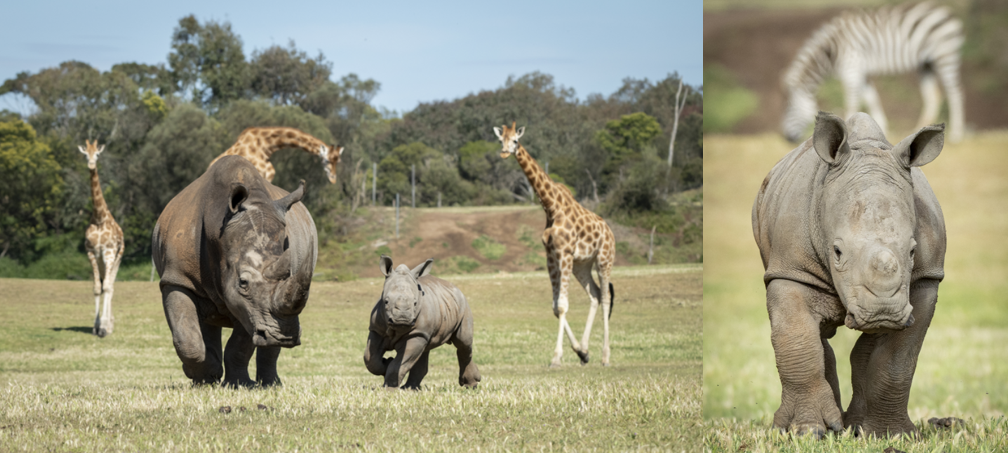 Meet Jabulani - Zoo unveils baby rhino - bay 93.9
