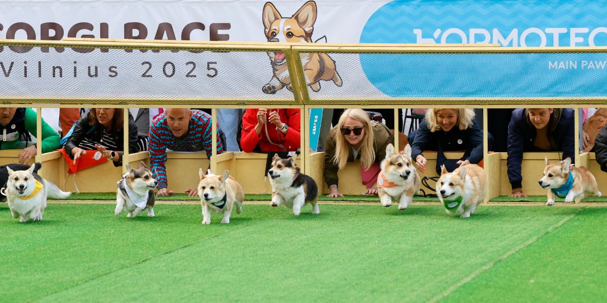 Watch Hundreds of Corgis Run In International Race - bay 93.9