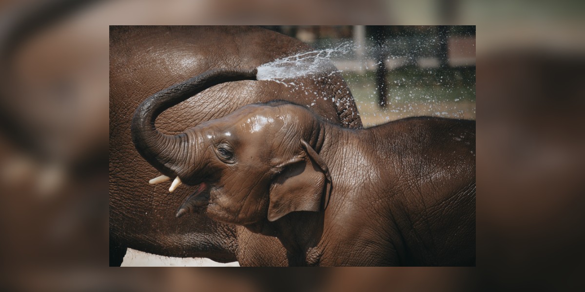 Tusks on show for Roi-Yim - bay 93.9