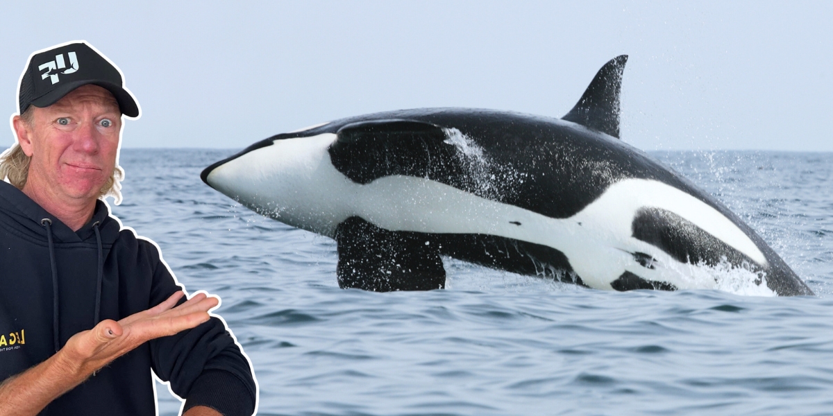 Rare Orca Encounter Caught on Camera Stuns Fishermen - bay 93.9