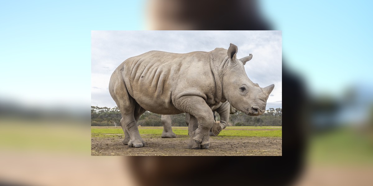 Rhino calf crushes weight milestone - bay 93.9